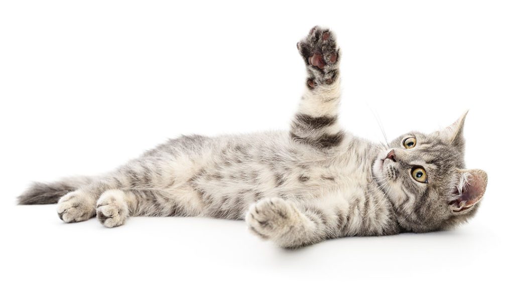 Kitten Care In Woodbury MN Silvervine Cat Clinic kitten-care-in-woodbury-mn-silvervine-cat-clinic