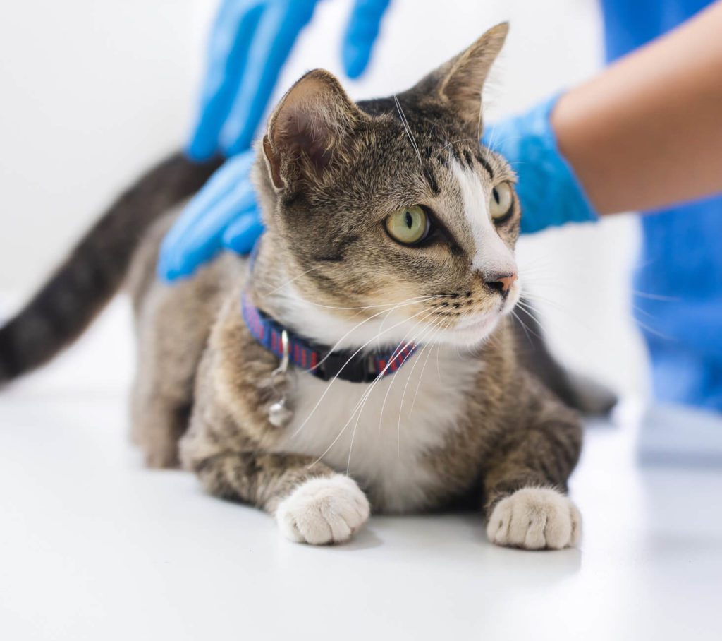Cat Wellness Care in Woodbury, MN | Silvervine Cat Clinic