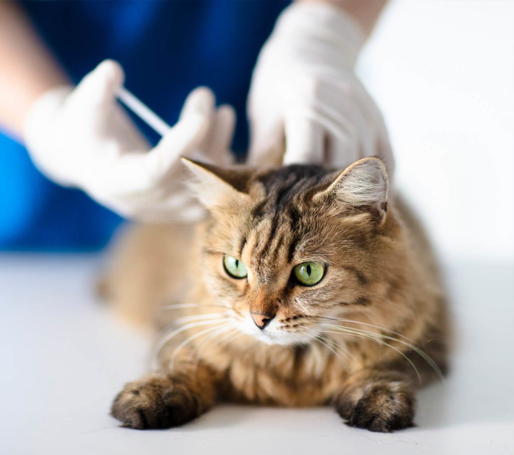 Cat Vaccinations in Woodbury, MN | Silvervine Cat Clinic